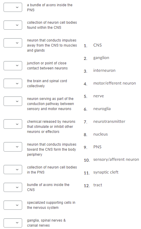 Solved a bundle of axons inside the PNS collection of neuron | Chegg.com