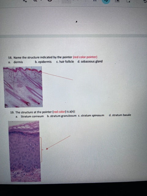 Solved 10. Name the cell indicated by the pointer (red color | Chegg.com