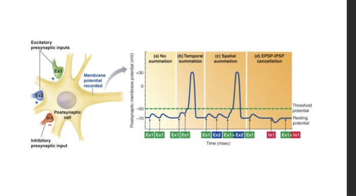 Solved Excitatory presynaptic inputs (a) No (b)Temporal (c) | Chegg.com