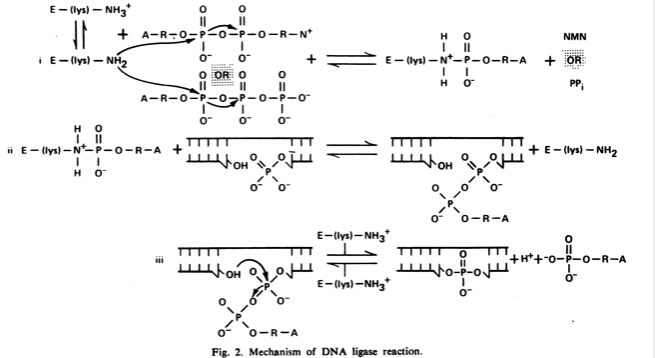 Solved 1. For the mechanism of DNA ligase reaction | Chegg.com