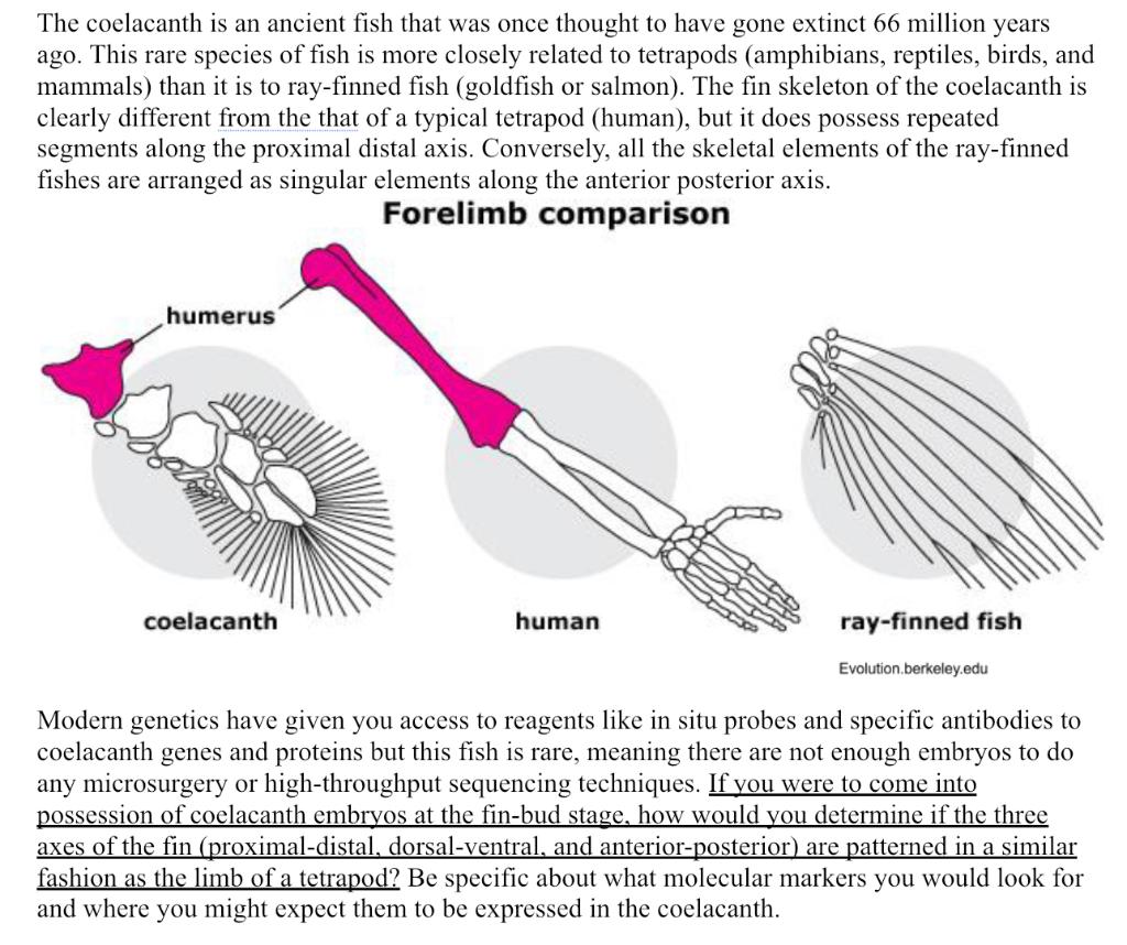 Solved The coelacanth is an ancient fish that was once | Chegg.com