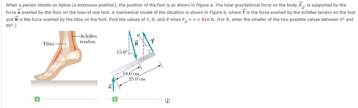 Solved When a person stands on ﻿tiptoe (a ﻿strenuous | Chegg.com