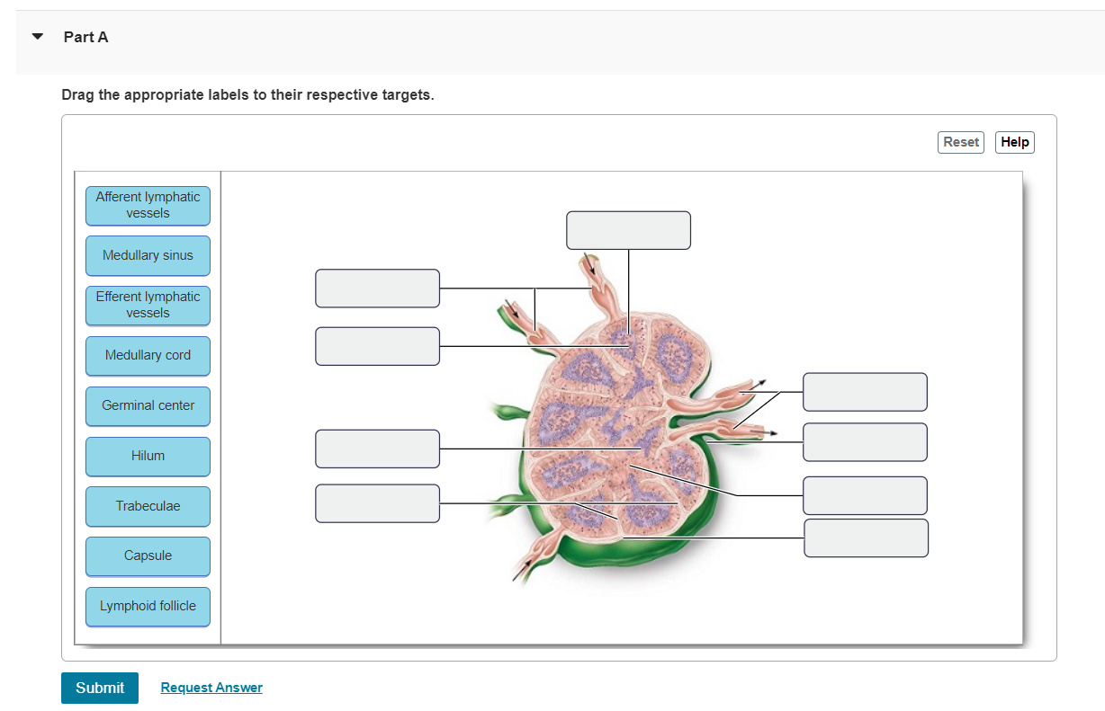 Solved Part ADrag the appropriate labels to their respective | Chegg.com