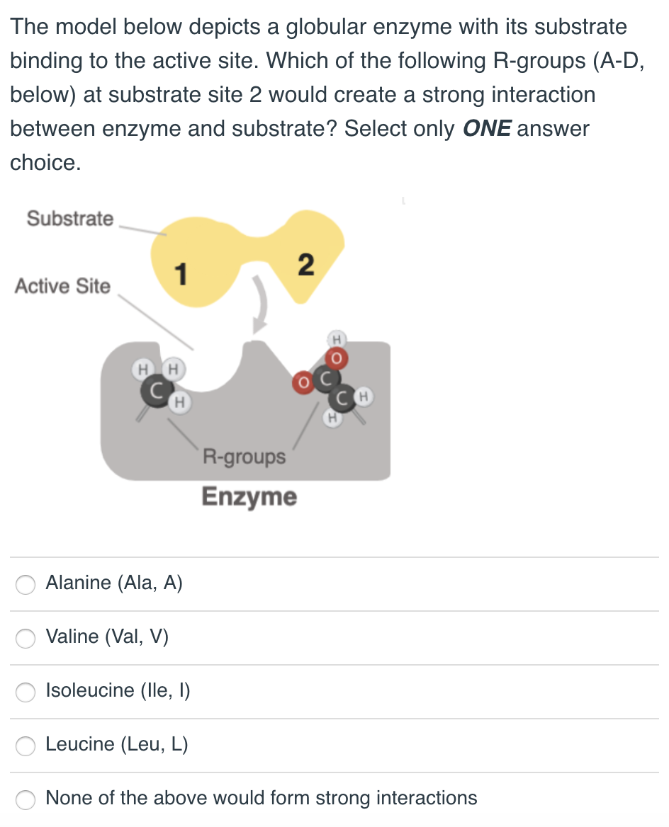 Solved The model below depicts a globular enzyme with its | Chegg.com