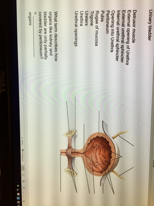 Solved Urinary bladder Detrusor muscle External opening of | Chegg.com