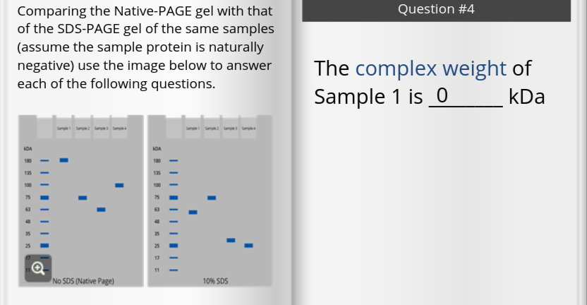 Solved Question #4 Comparing the Native-PAGE gel with that | Chegg.com