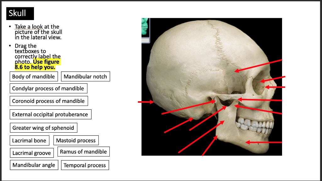 Solved - Take a look at the picture of the skull in the | Chegg.com