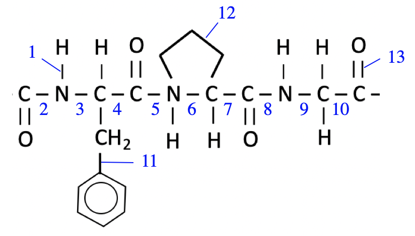 Solved Which of the numbered bonds in this polypeptide | Chegg.com