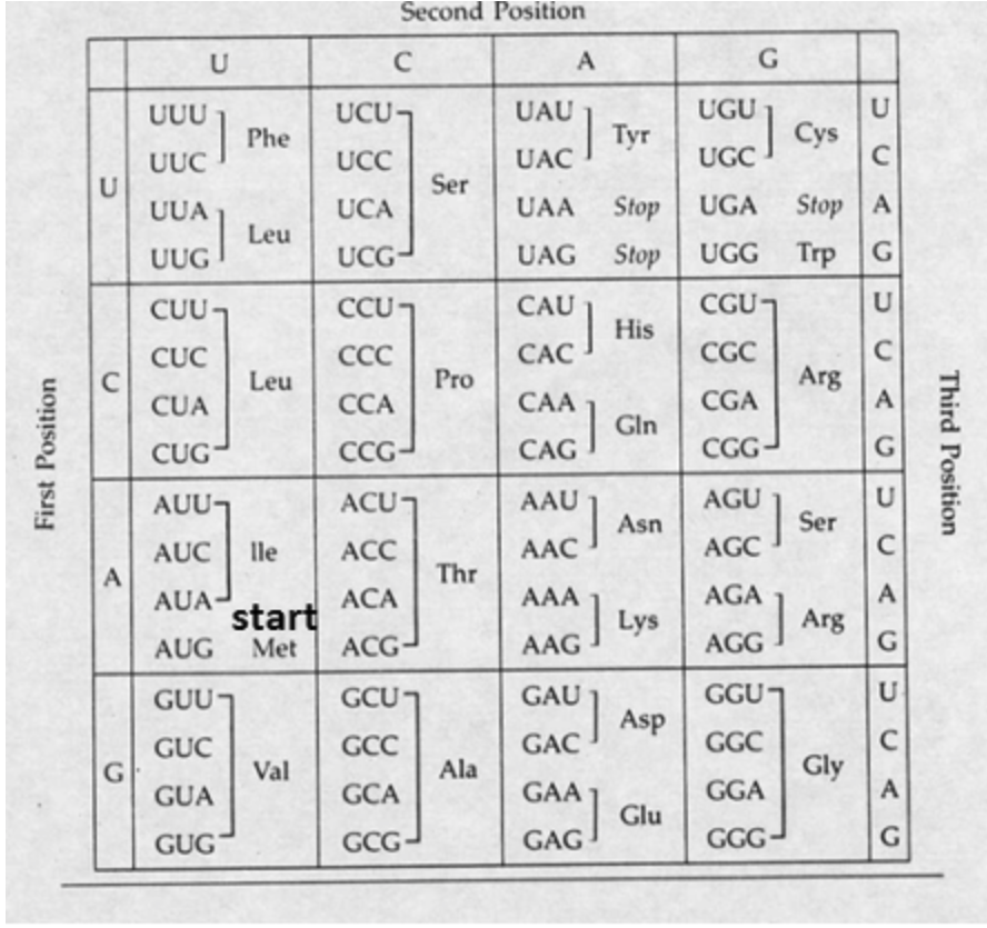 Solved Below is the coding strand of DNA. Assume the first | Chegg.com