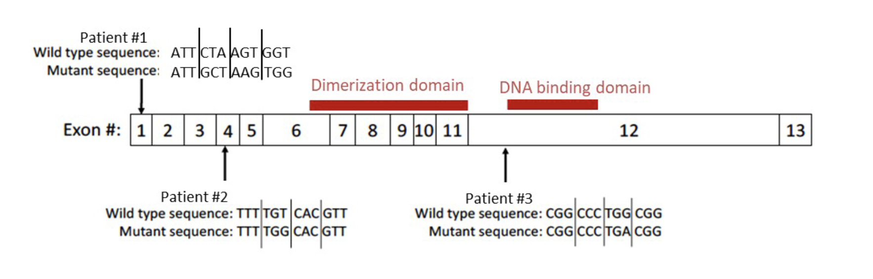 Solved Patient \#1 Wild type sequence: ATT CTA AGT GGT | Chegg.com