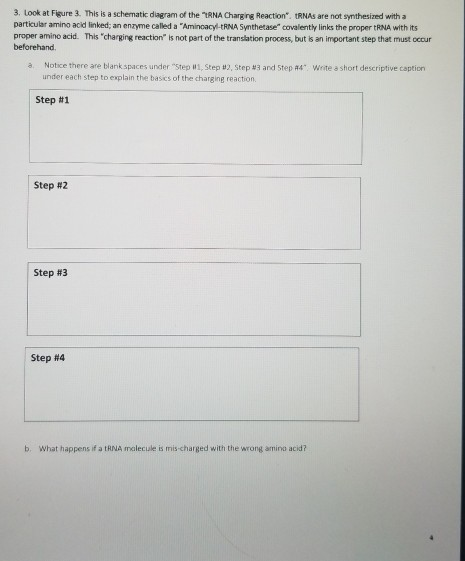Solved Figure 3. A schematic diagram of the "tRNA Charging | Chegg.com