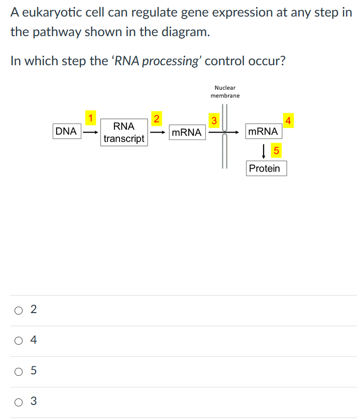 Solved A eukaryotic cell can regulate gene expression at any | Chegg.com