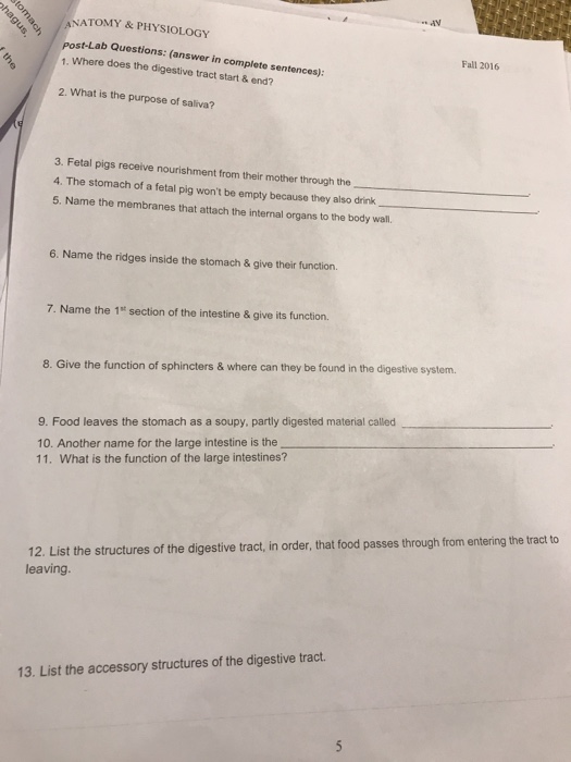 Solved ANATOMY & PHYSIOLOGY Post-Lab Questions: (answer in | Chegg.com