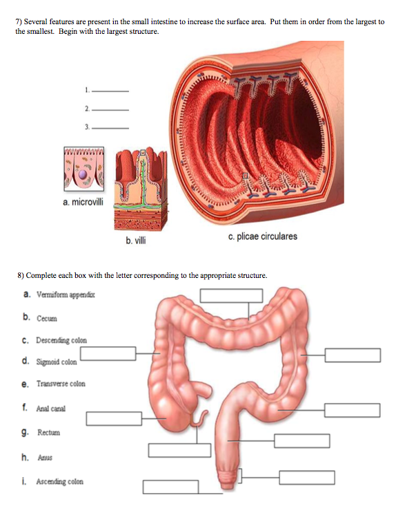 Solved 7) Several features are present in the small | Chegg.com