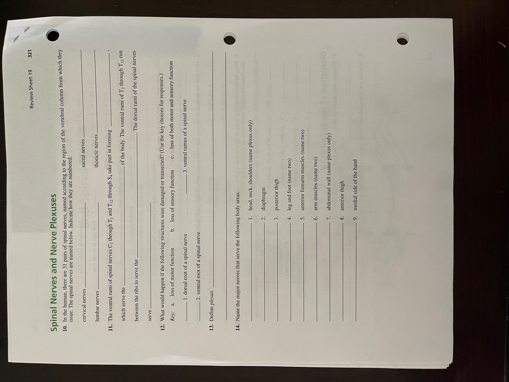 Solved The Spinal Cord and Spinal Nerves Anatomy of the | Chegg.com