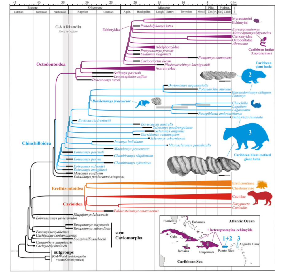 Solved 9. In the phylogenetic tree presented in Figure 4, | Chegg.com