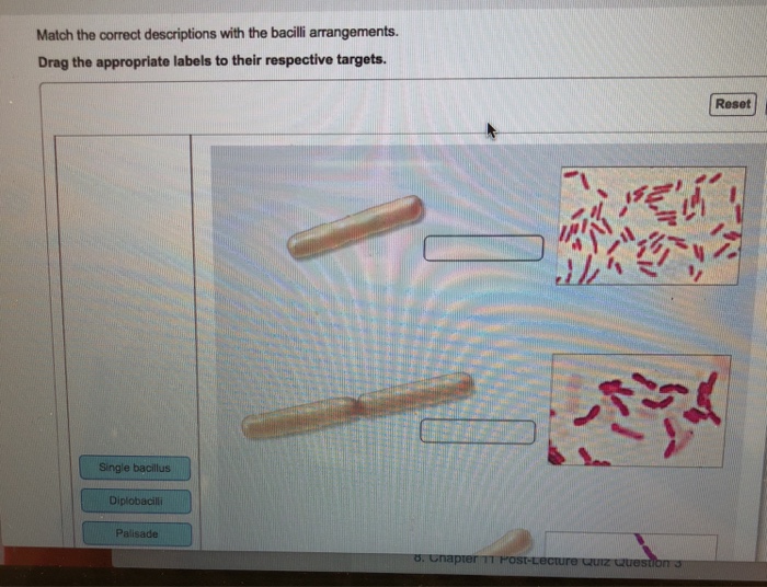 Solved Match the correct descriptions with the bacilli | Chegg.com