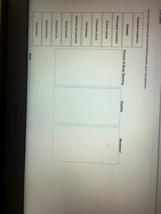 Solved Sort the muscles by the predominant function each one | Chegg.com