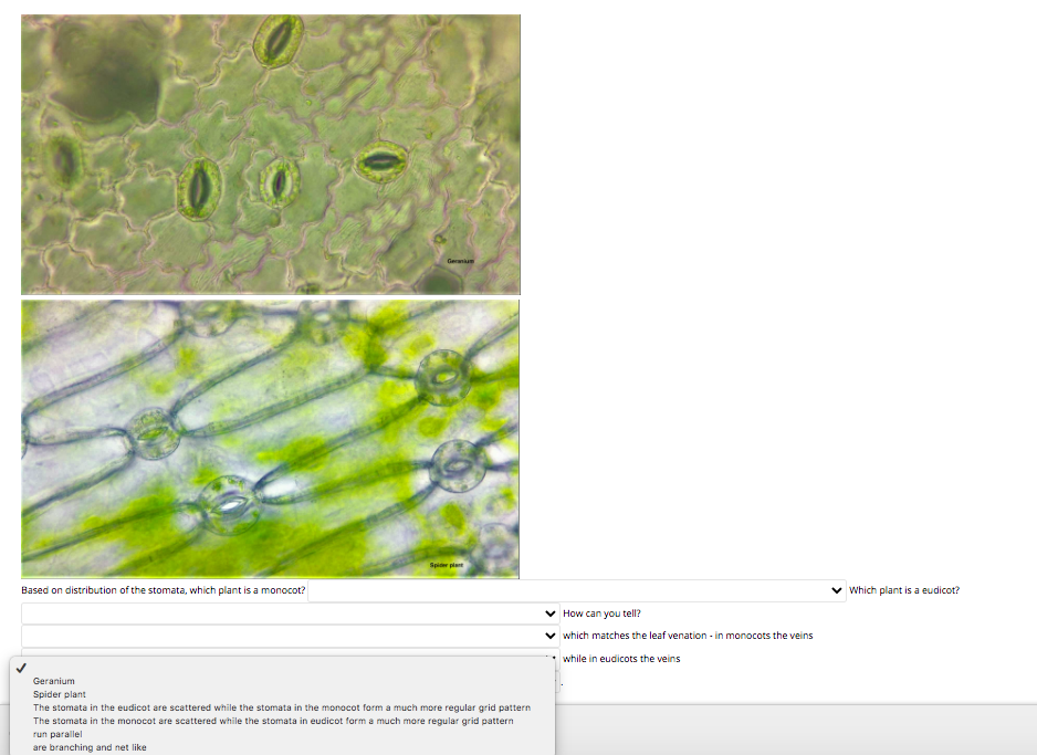 Solved Geranium Spider Based on distribution of the stomata, | Chegg.com