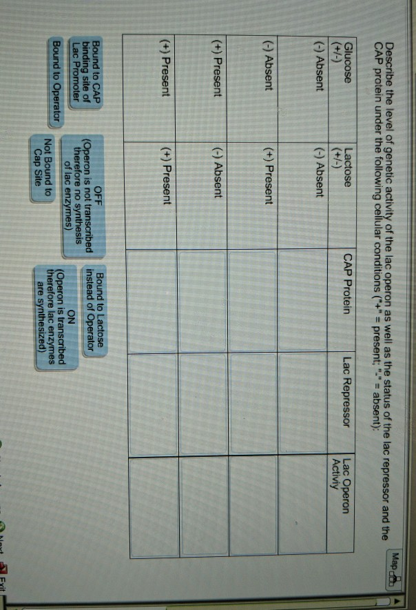 Solved Describe the level of genetic activity of the lac | Chegg.com