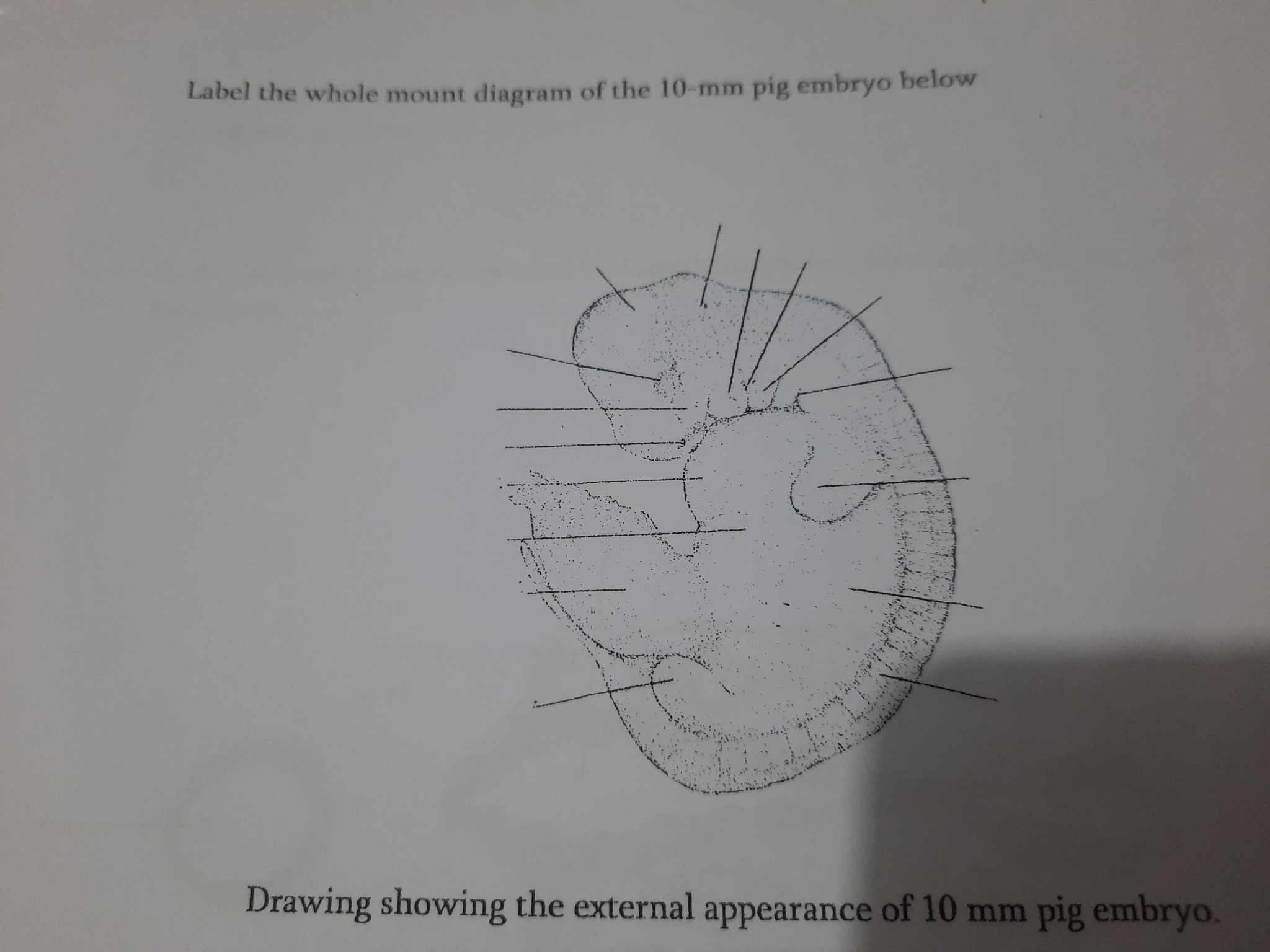 Label the whole mount diagram of the 10−mm pig embryo | Chegg.com
