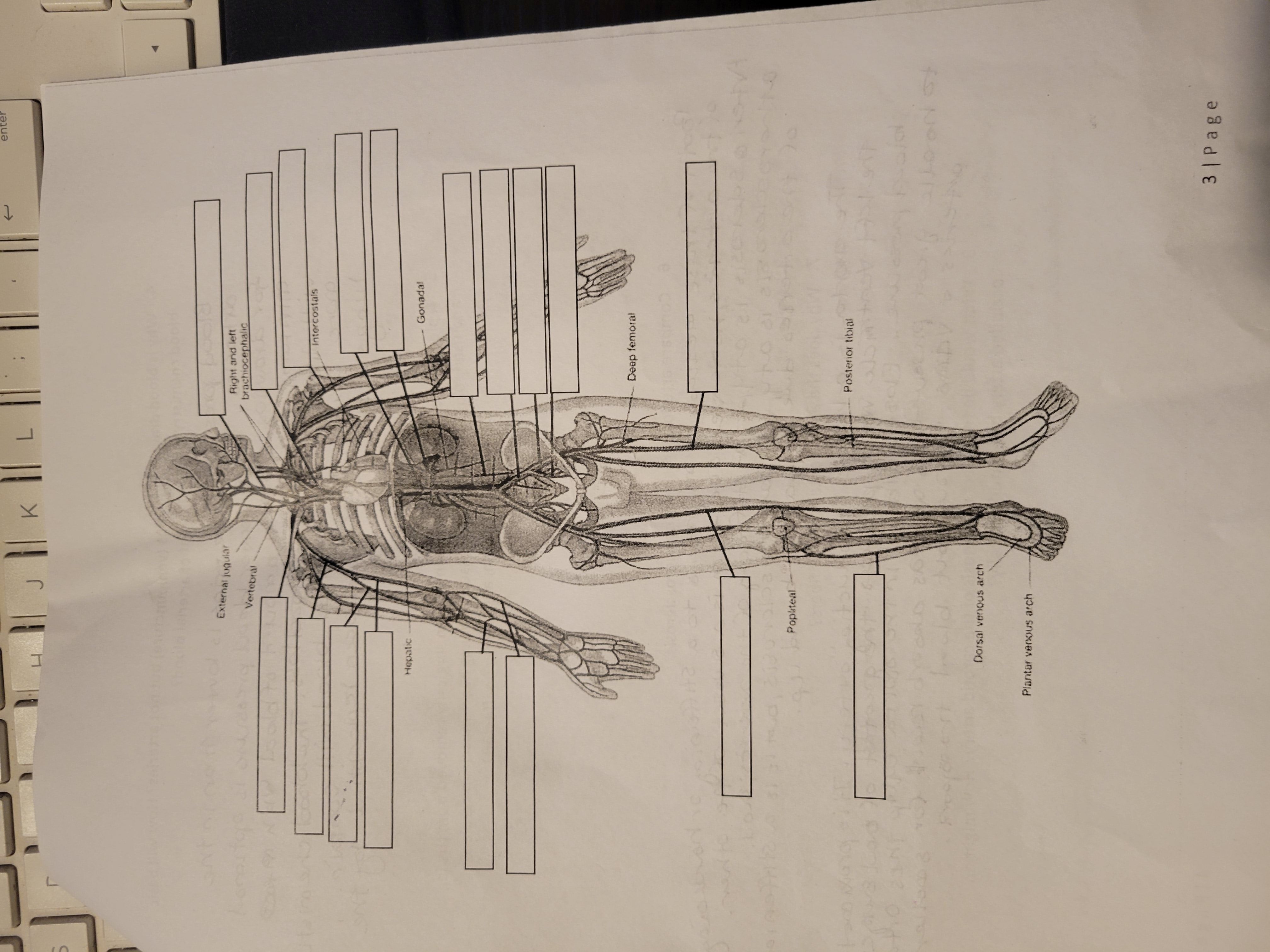 Solved Label the veins on the following diagram | Chegg.com
