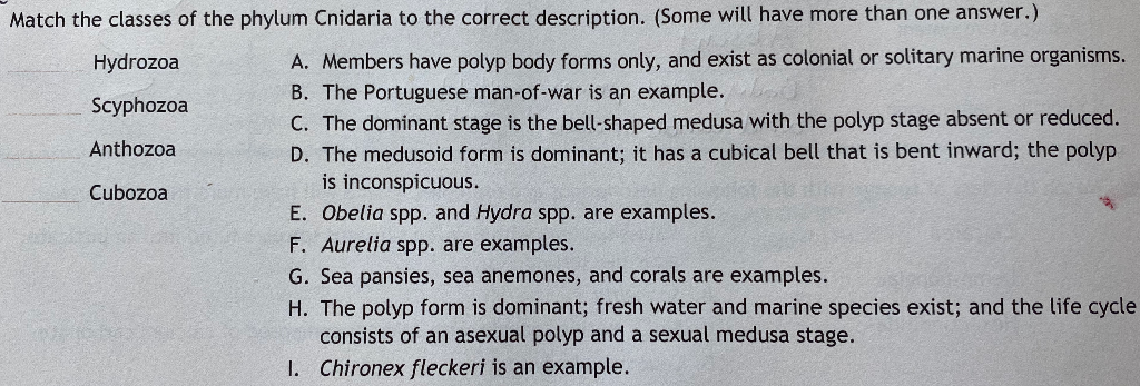 Solved Match the classes of the phylum Cnidaria to the | Chegg.com