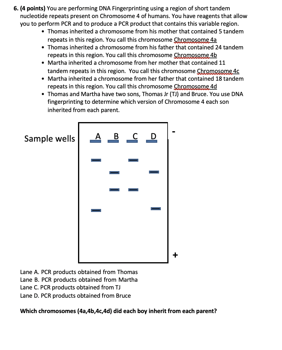 Solved 6. (4 points) You are performing DNA Fingerprinting | Chegg.com