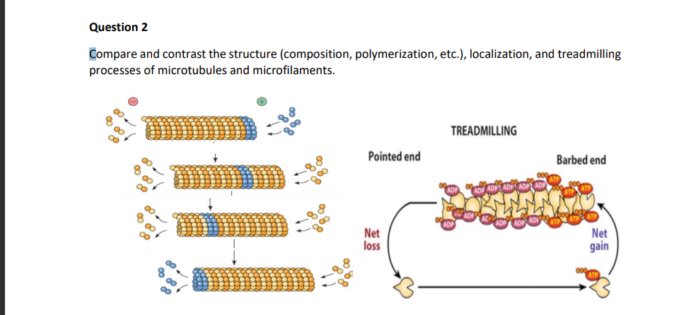 Compare and contrast the structure (composition, | Chegg.com