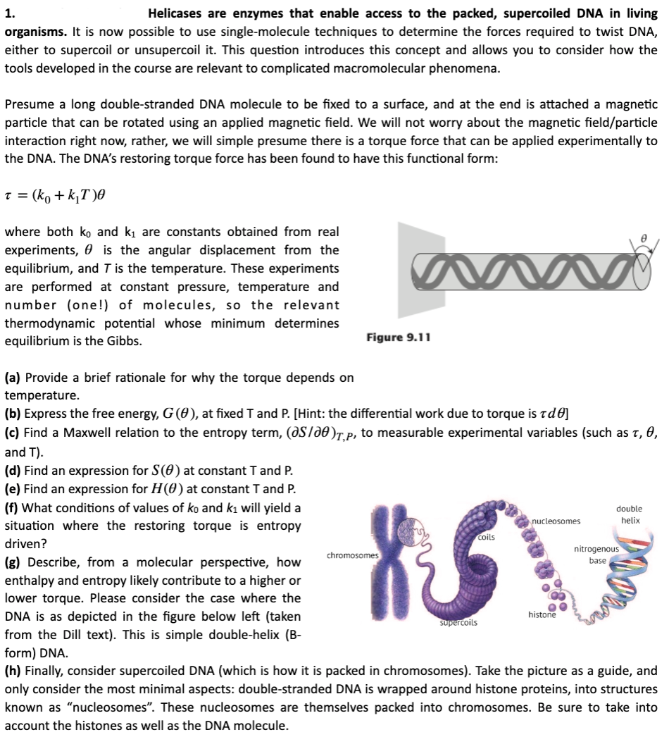 Solved 1. Helicases are enzymes that enable access to the | Chegg.com
