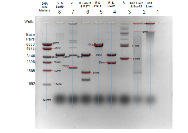 Solved The plasmid preparations should also be contaminated | Chegg.com