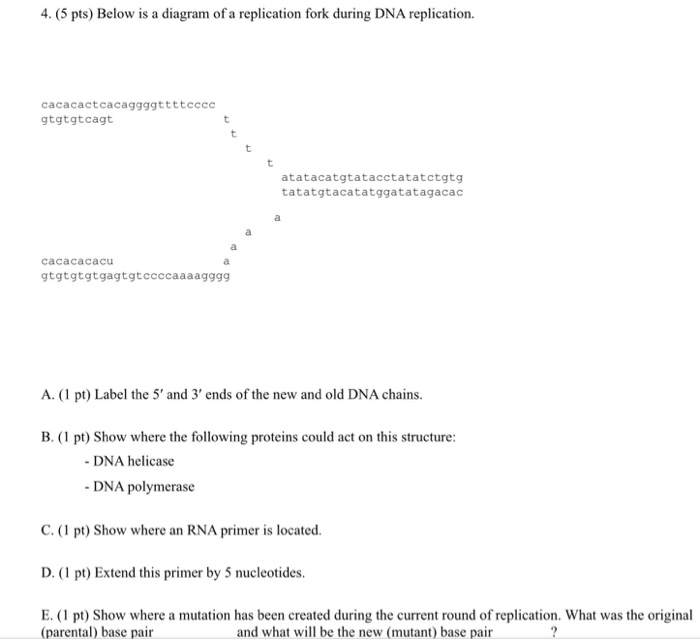 Solved 4. (5 pts Below is a diagram of a replication fork | Chegg.com