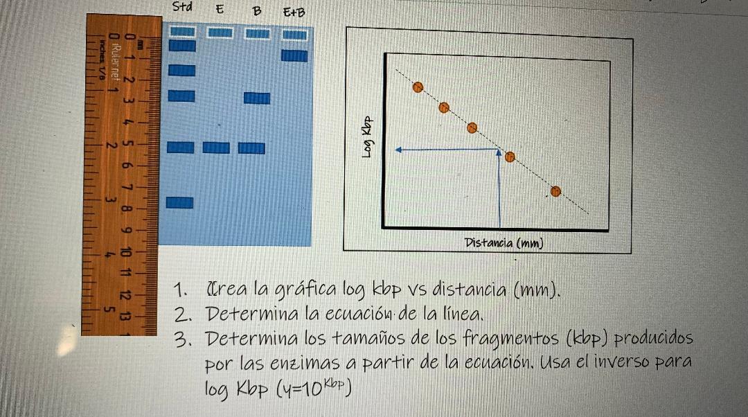 Solved 1. Create the log kbp vs distance (mm) plot. 2. | Chegg.com