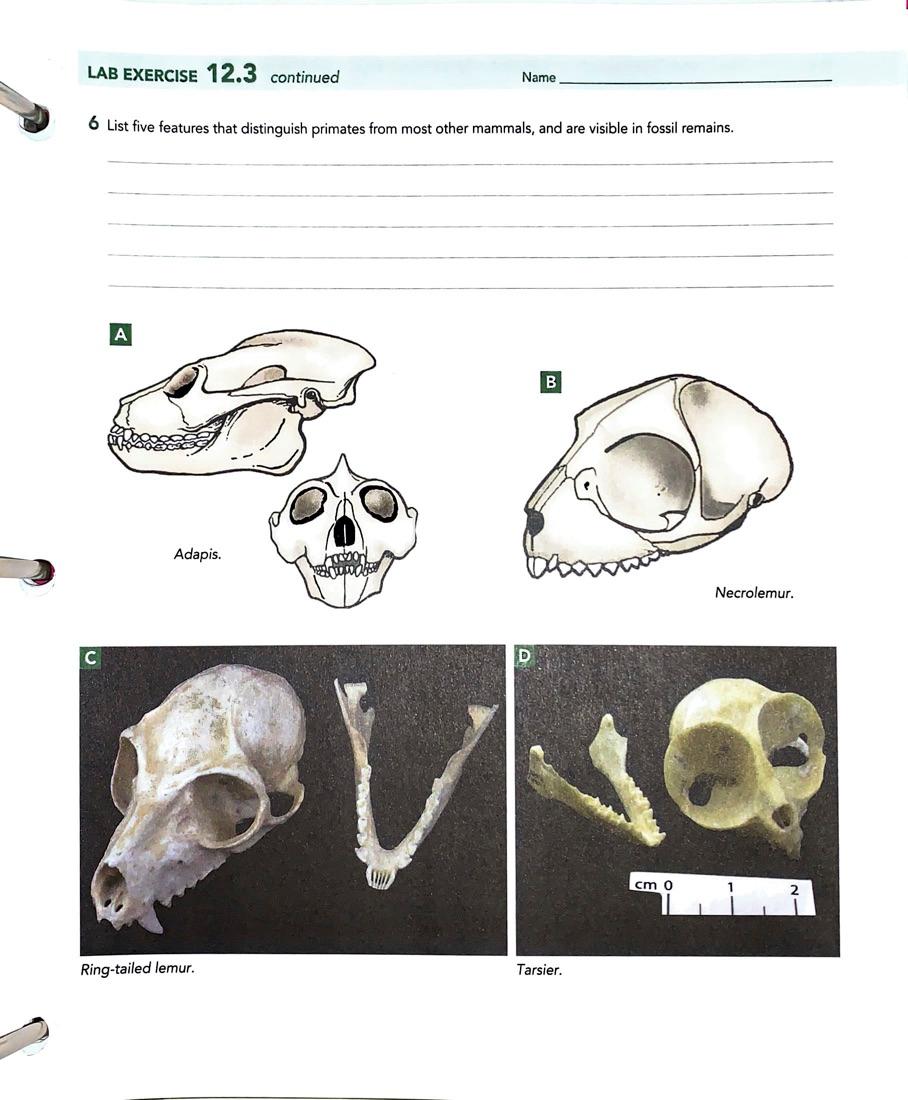 Solved Station 2: Adapoids and Omomyoids of the Eocene | Chegg.com