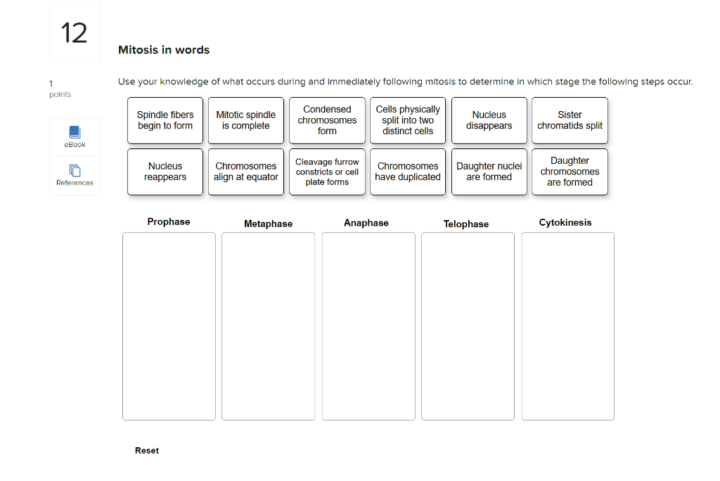 Solved 12 Mitosis in words Use your knowledge of what occurs | Chegg.com