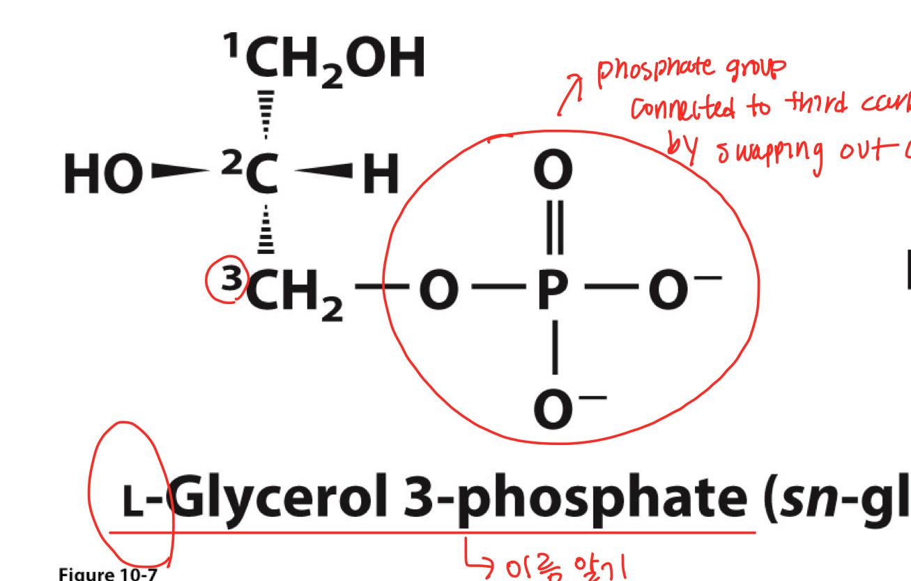 Solved 1. When I distinguish between D-glycerol-3-phosphate | Chegg.com