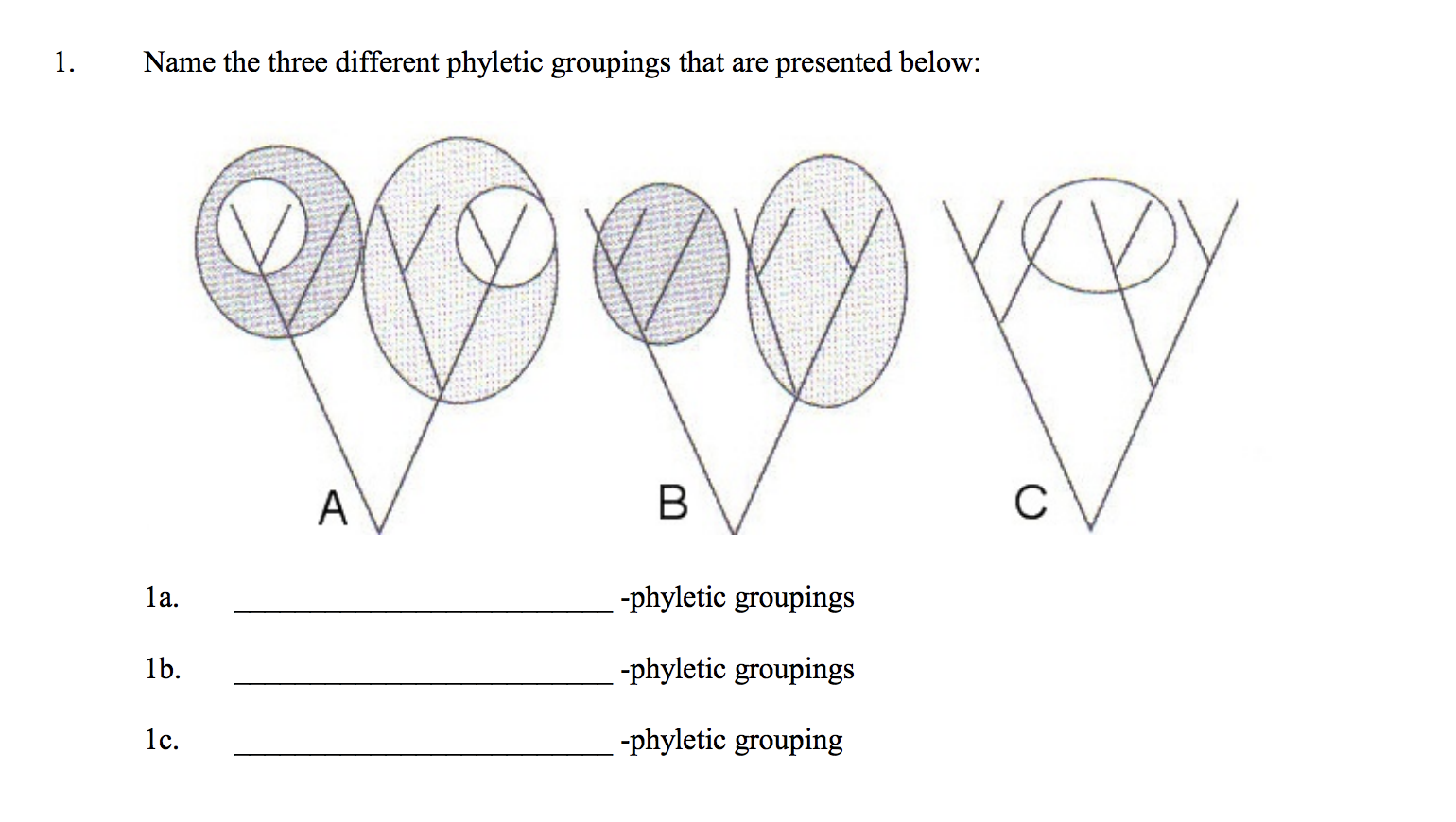Solved 1. Name the three different phyletic groupings that | Chegg.com