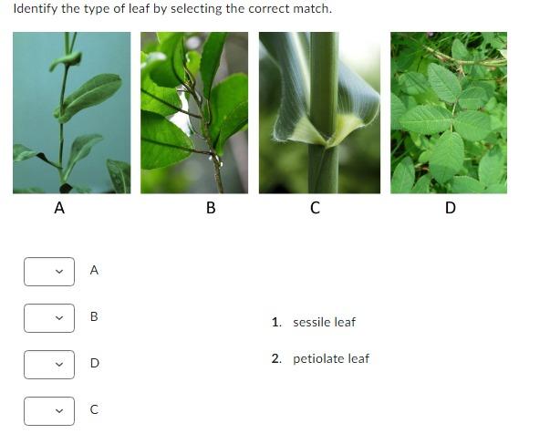 Solved Identify the type of leaf by selecting the correct | Chegg.com