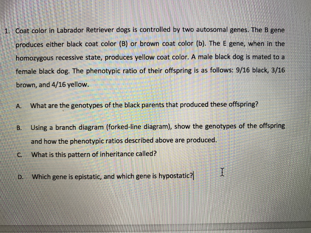 Solved 1. Coat color in Labrador Retriever dogs is | Chegg.com