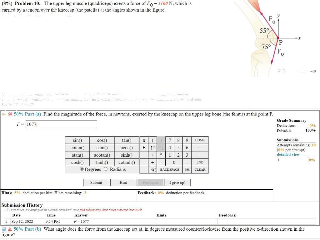 Solved (8\%) Problem 10: The upper leg muscle (quadriceps) | Chegg.com
