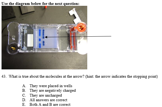 Solved 41. Identify the substance at letter A. Strawberry | Chegg.com