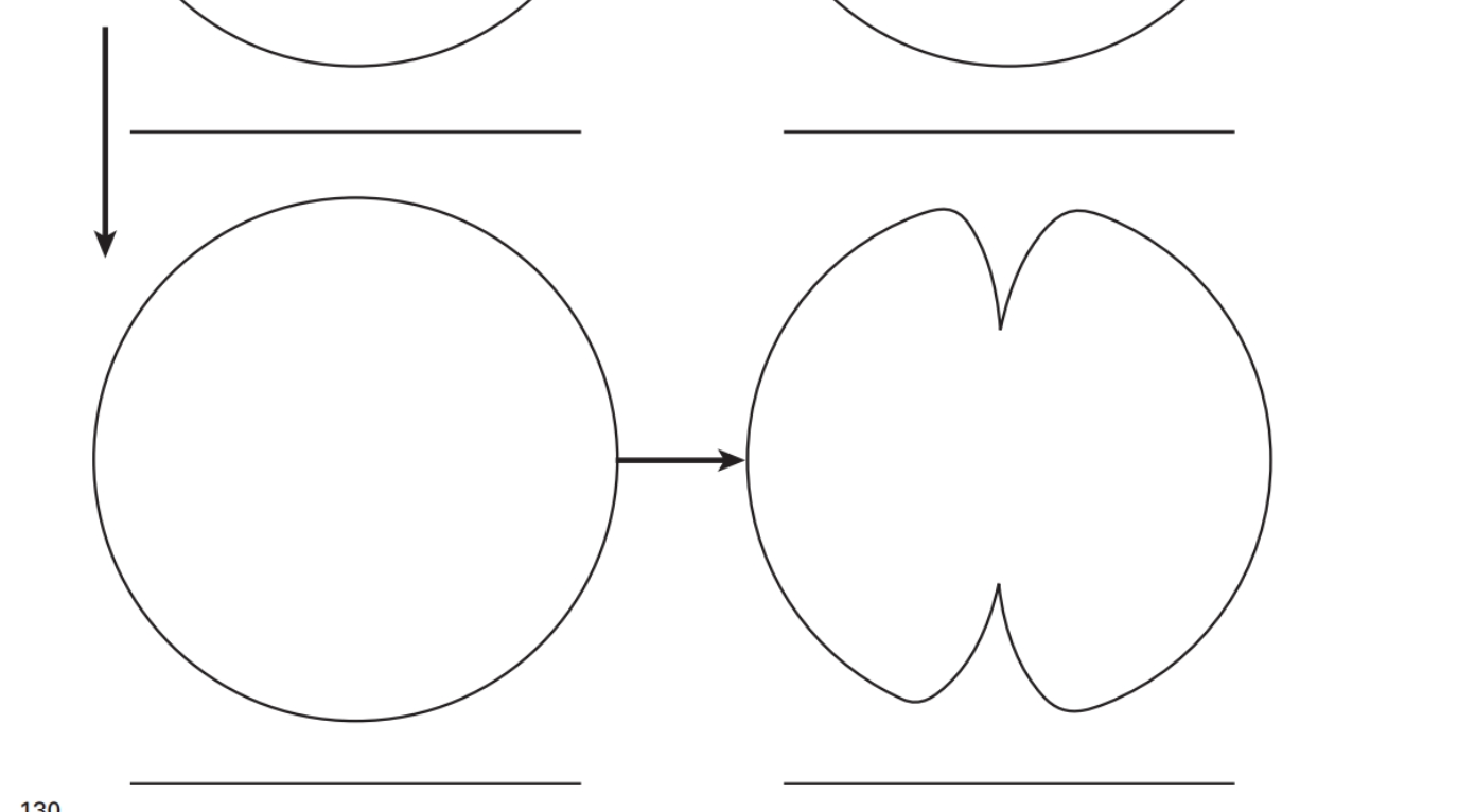 Solved Lab Drawings: Plant and Animal Cell Mitosis The rest | Chegg.com
