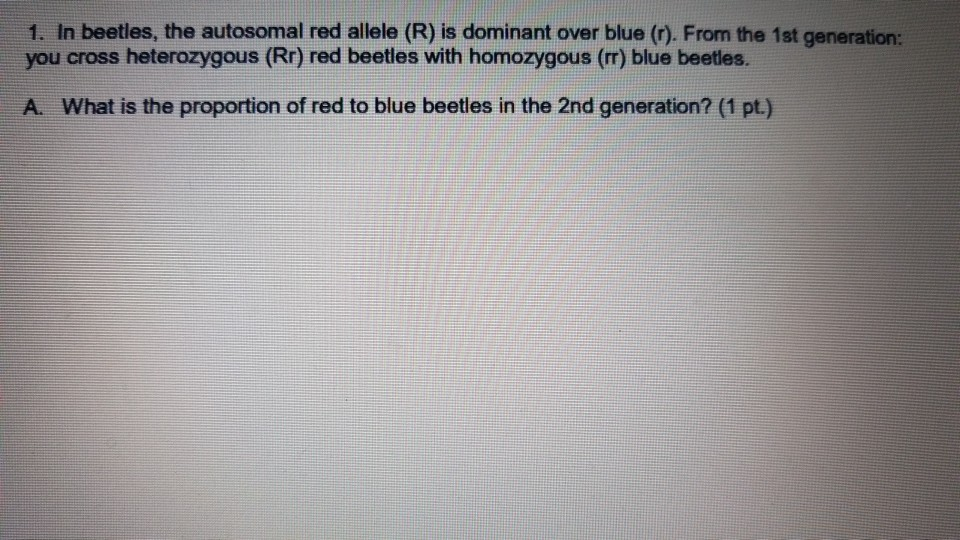 Solved 1. In beetles, the autosomal red allele (R) is | Chegg.com