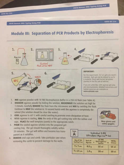 VNTR Human ONA Typing Using PCR EDVO-Kit 33 Module | Chegg.com