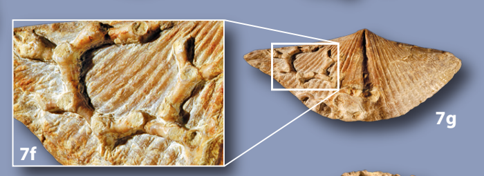 Solved FAUNA D 7a 7b 7bWhat types of organisms are in 7a,7 | Chegg.com