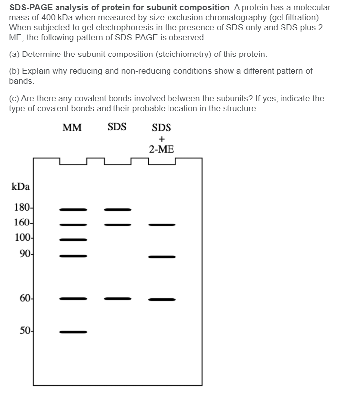 Solved SDS-PAGE analysis of protein for subunit composition: | Chegg.com