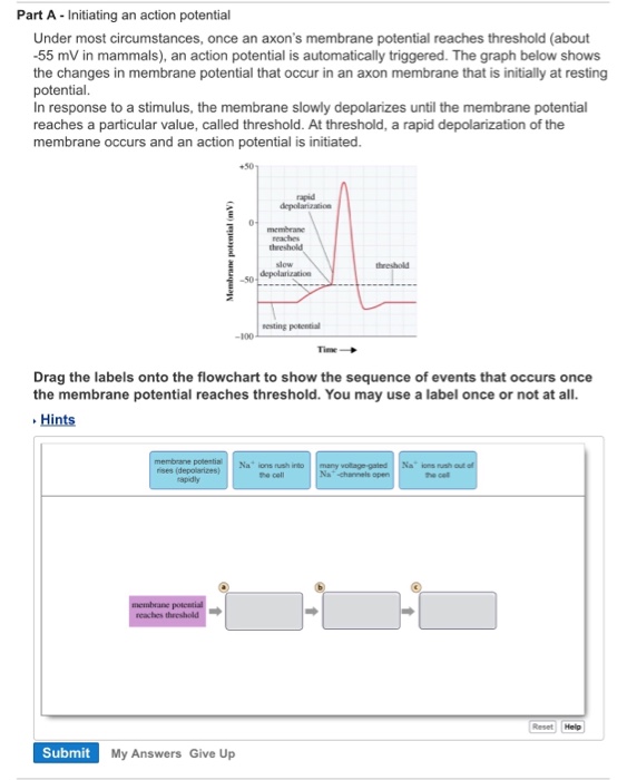 Solved Part A Initiating an action potential Under most | Chegg.com