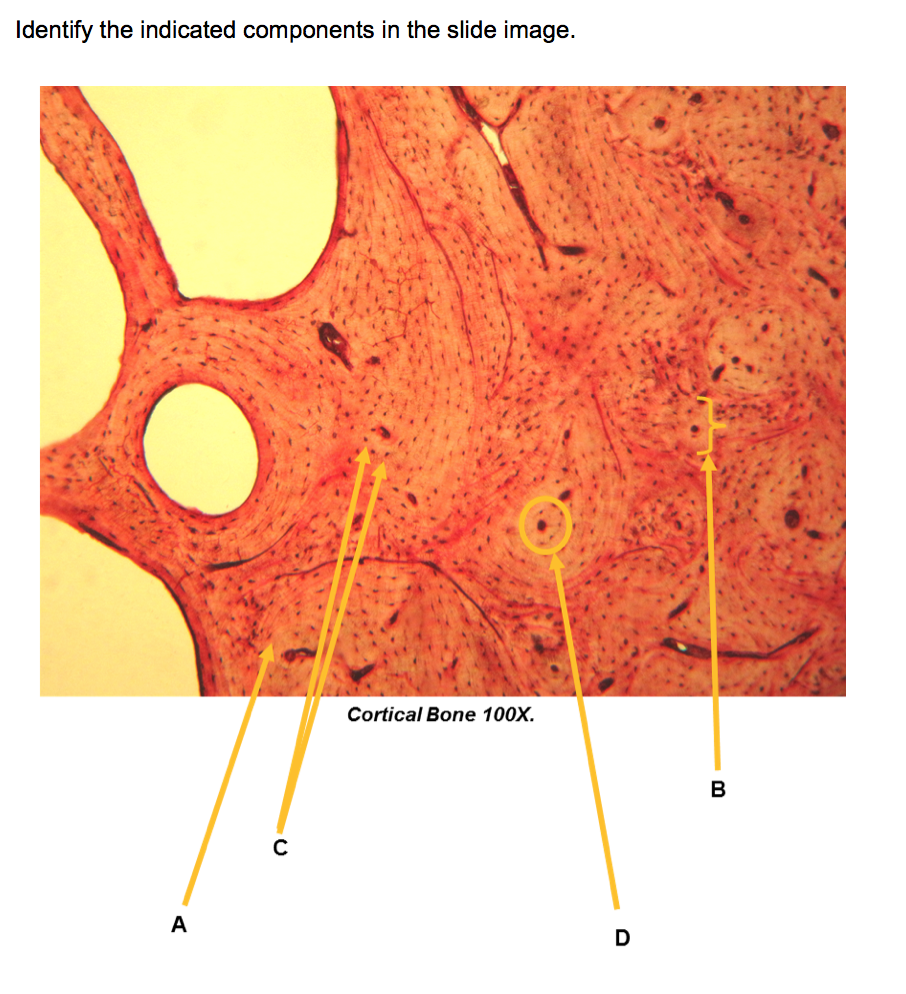 Solved ldentify the indicated components in the slide image | Chegg.com