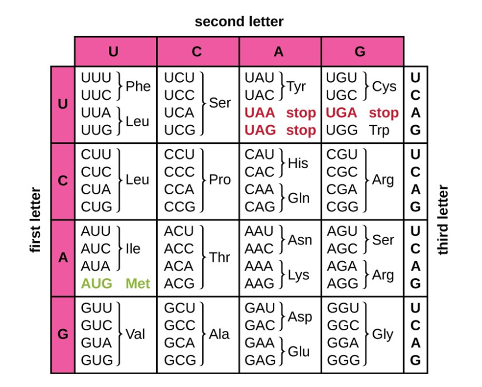 Solved 1. What will the sequence of mRNA nucleotides be if | Chegg.com