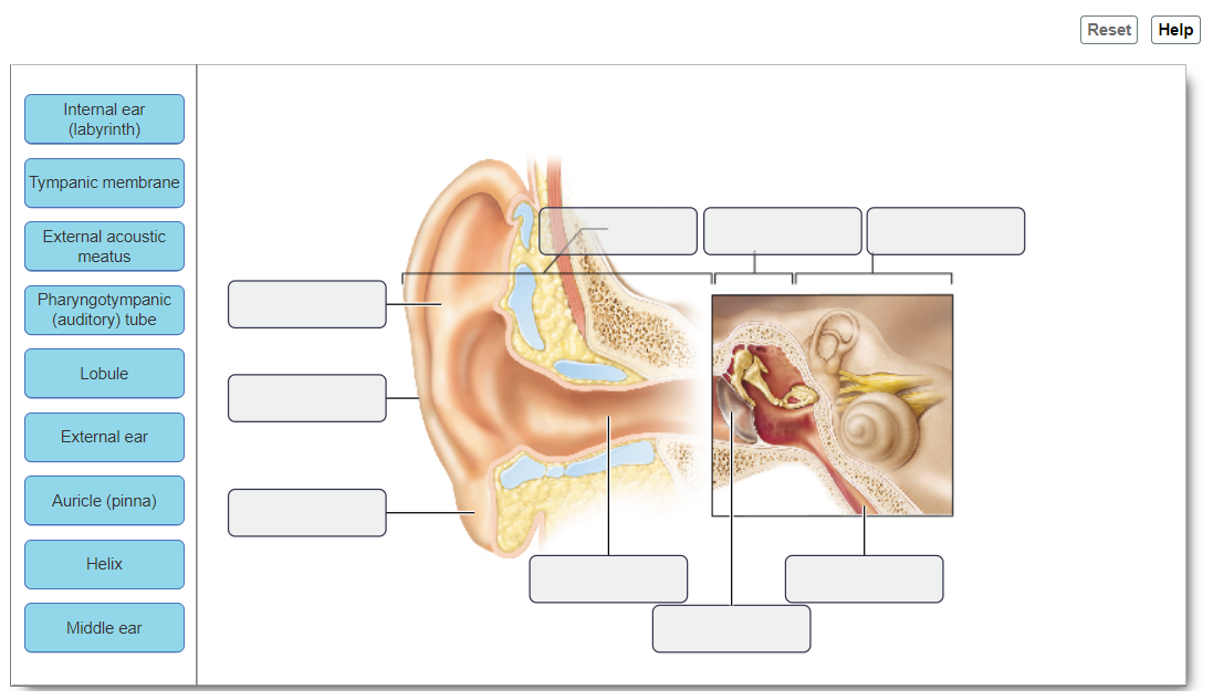 Solved Internal ear (labyrinth) Tympanic membrane External | Chegg.com